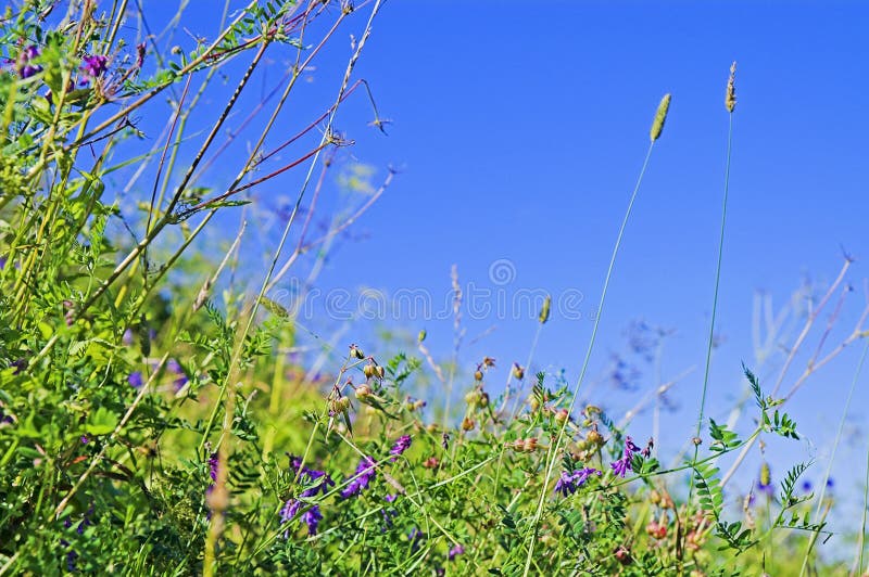 Wild Plants Picture. Image: 5735584