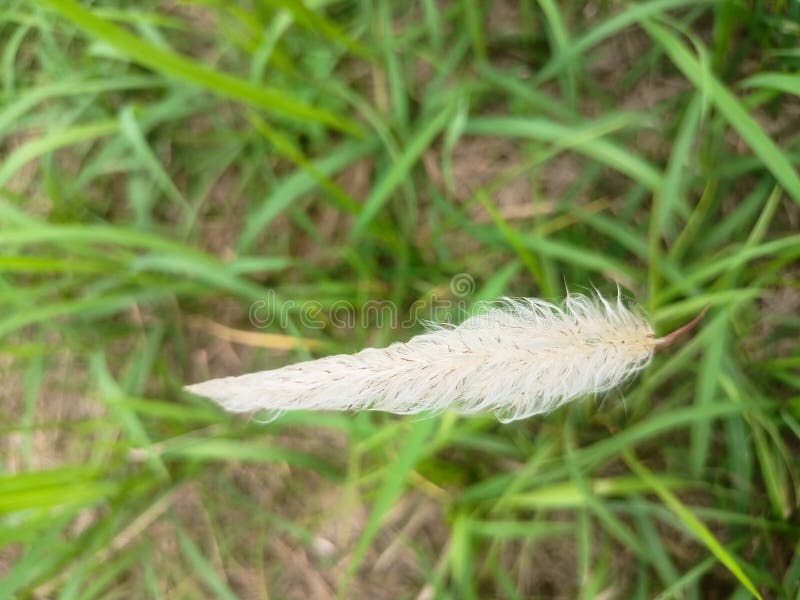 Wild Plants of Alang Alang or Weeds Stock Image - Image of weeds, wild ...