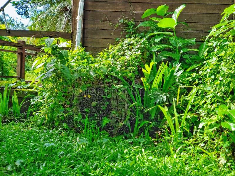 Wild Plants Around the House Stock Photo - Image of shrub, lawn: 271314916