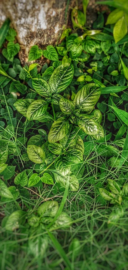 Wild plants around us stock image. Image of wild, nature - 207666301