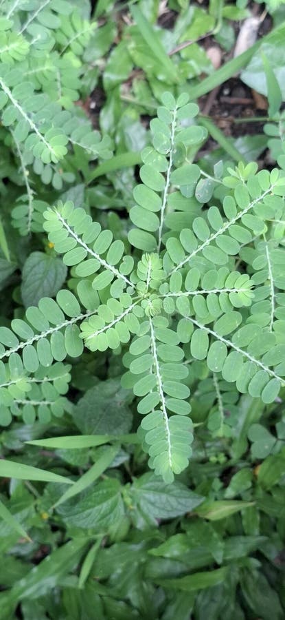 Wild Plants. Background. Photo of Green Leaves Stock Photo - Image of ...