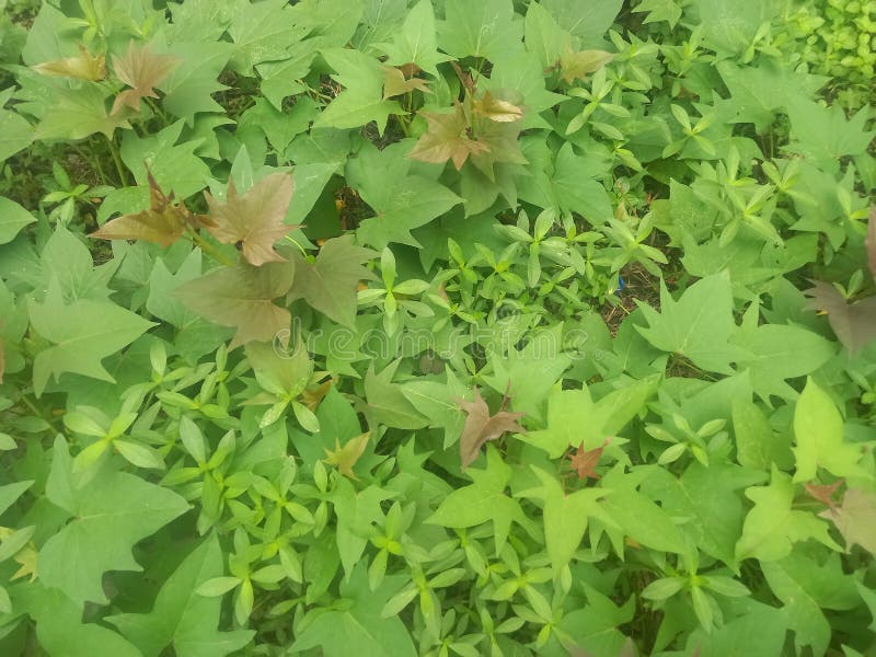 Wild Plants in the Backyard Stock Photo - Image of business, 2021: ...