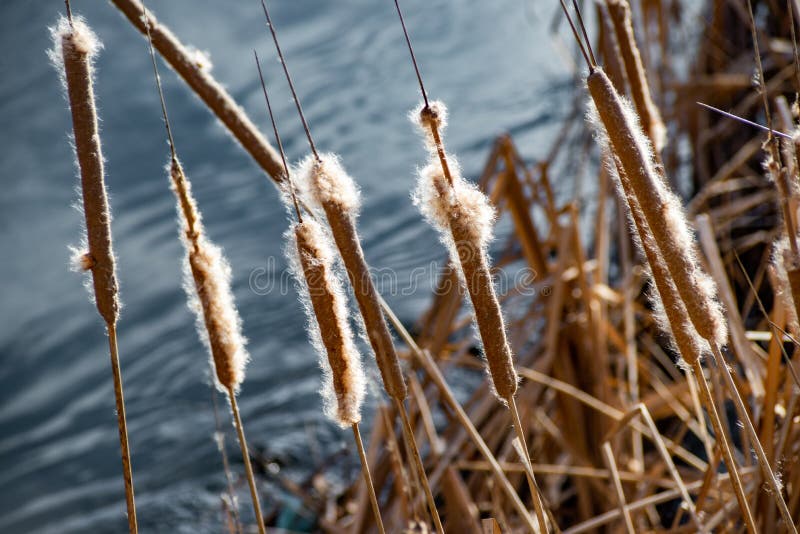 Wild Plants on the Bank of a River Stock Image - Image of landscape ...