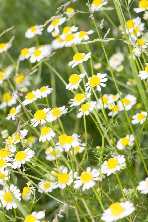 Chamomile - Matricaria Chamomilla the Wayside Stock Image - Image of ...