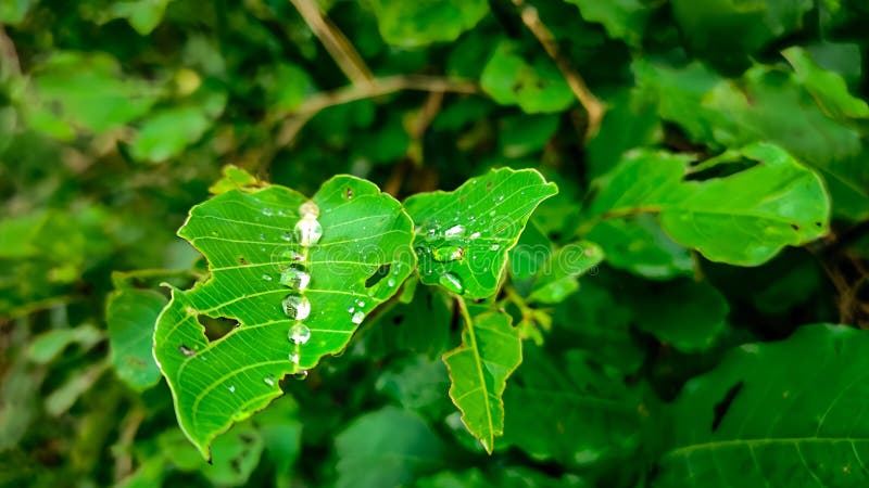 Wild Plants in the Cool, Dewy Morning Stock Image - Image of wild, dewy ...