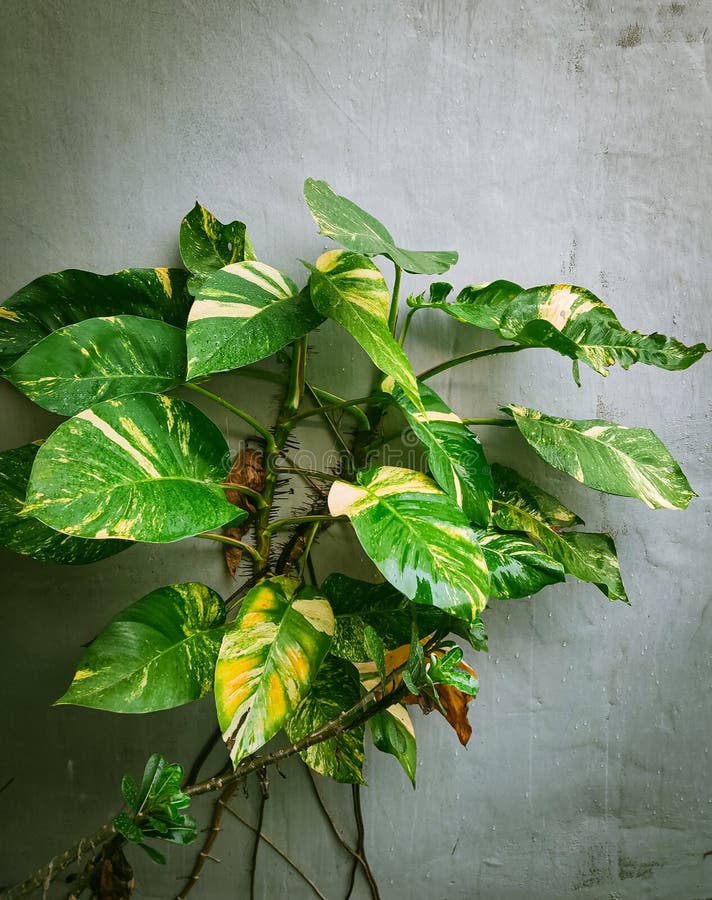 Wild Plants Creeping Up the Fragile Walls Stock Photo - Image of plants ...