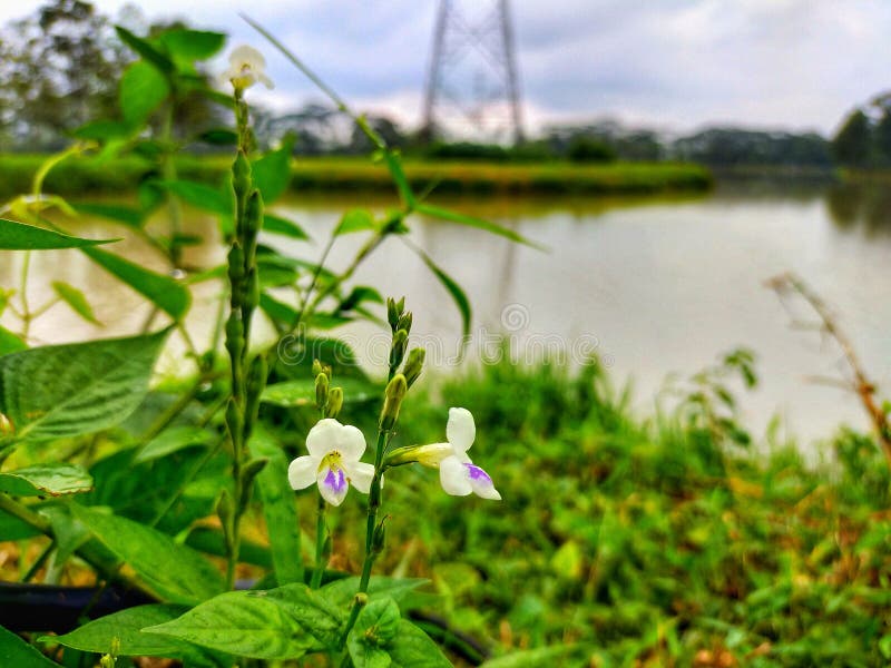Wild Plants on the Edge of the Lake with Beautiful White Flowers Stock ...