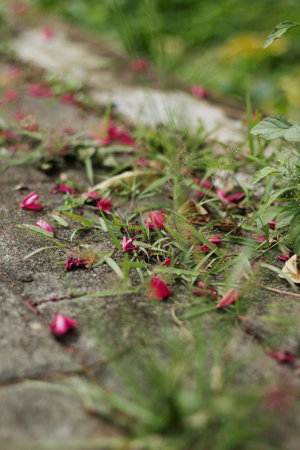 Wild Plants and Falling Flowers on the Ground Stock Image - Image of ...