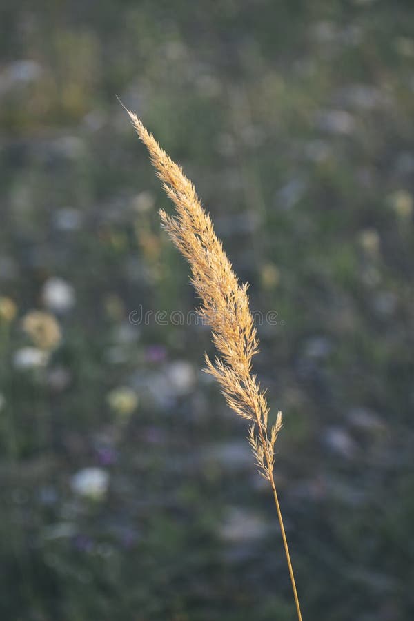 Wild plants in the field stock image. Image of invitation - 253365131