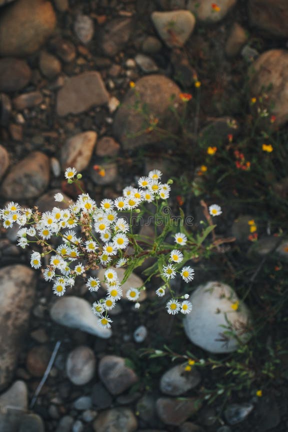 Wild plants in the field stock photo. Image of bouquet - 253365146