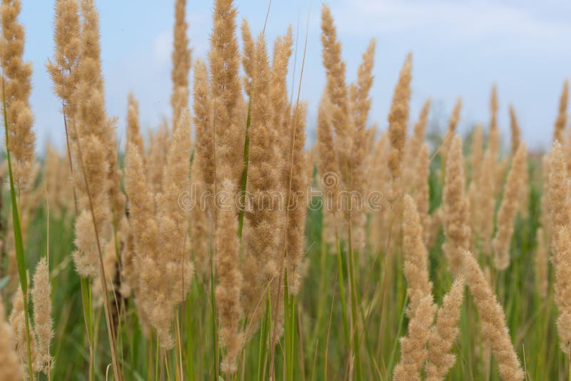 Wild plants in the field stock image. Image of blue - 102407799