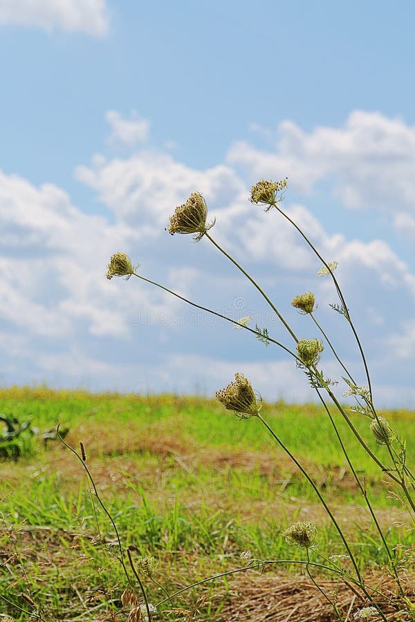 Wild Plants in the Field, Plants in the Meadow in the Light, Single ...