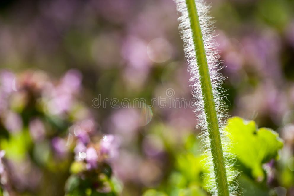Wild plants in the field stock photo. Image of farm - 120924576