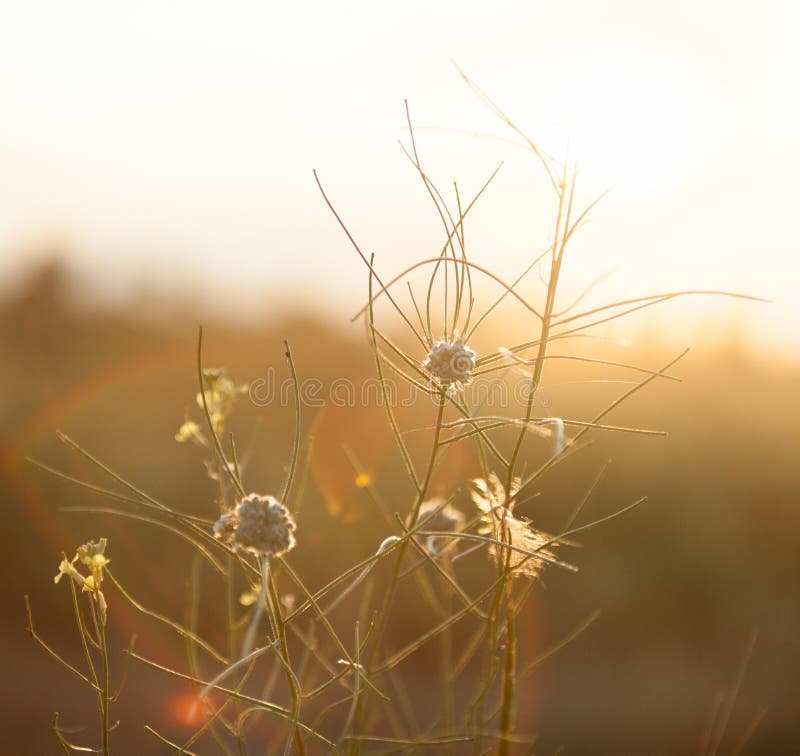 Wild Plants in the Field in the Sunshine Stock Photo - Image of closeup ...