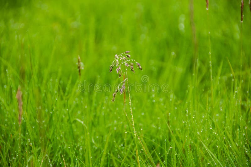 Wild plants in the fields stock image. Image of fresh - 121277299