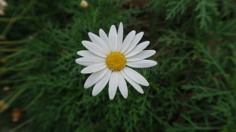 210 Flower Missing Petal Stock Photos - Free & Royalty-Free Stock ...