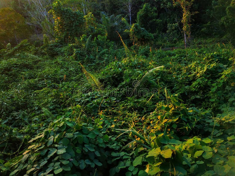 Wild Plants in the Forest Exposed To the Sunset Stock Photo - Image of ...