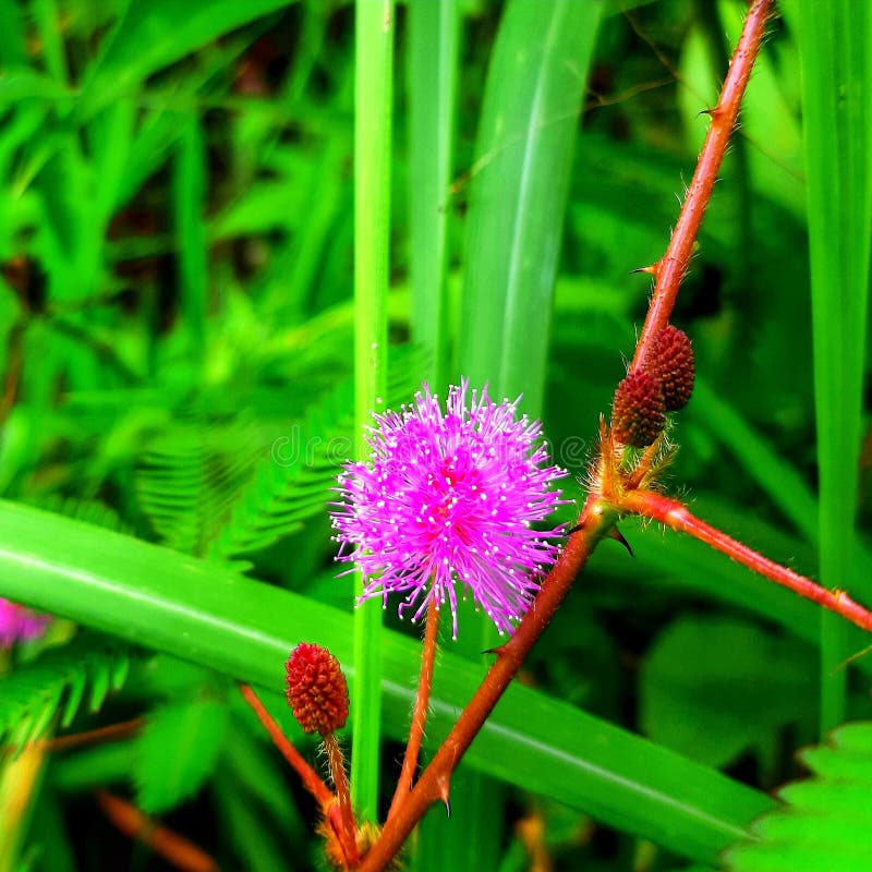 Wild Plants in the Forests of Sulawesi, Indonesia Stock Photo - Image ...