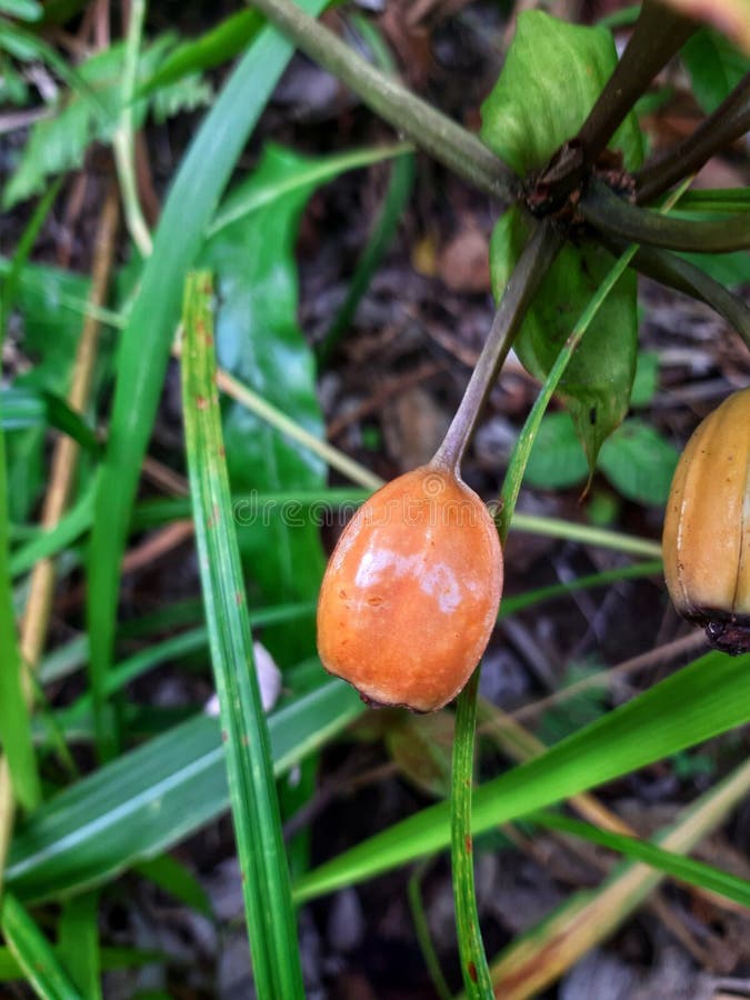 Wild Plants in the Forests of Sulawesi, Indonesia? Stock Photo - Image ...