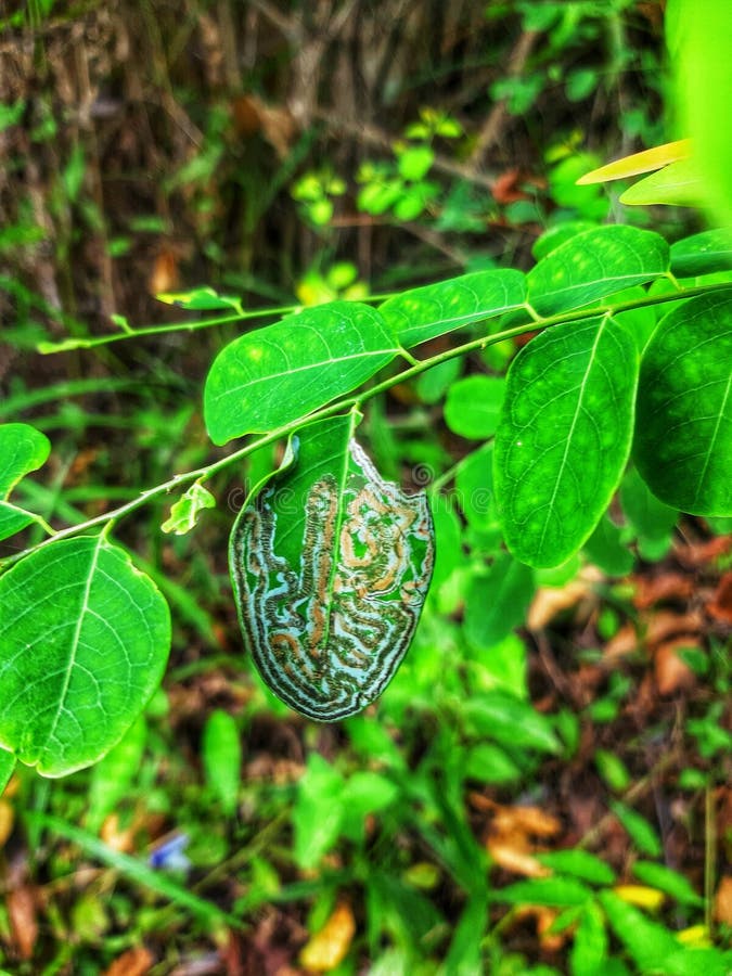 Wild Plants in the Forests of Sulawesi, Indonesia? Stock Photo - Image ...