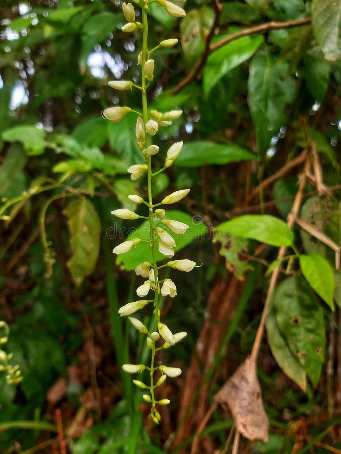 Wild Plants in the Forests of Sulawesi, Indonesia? Stock Image - Image ...