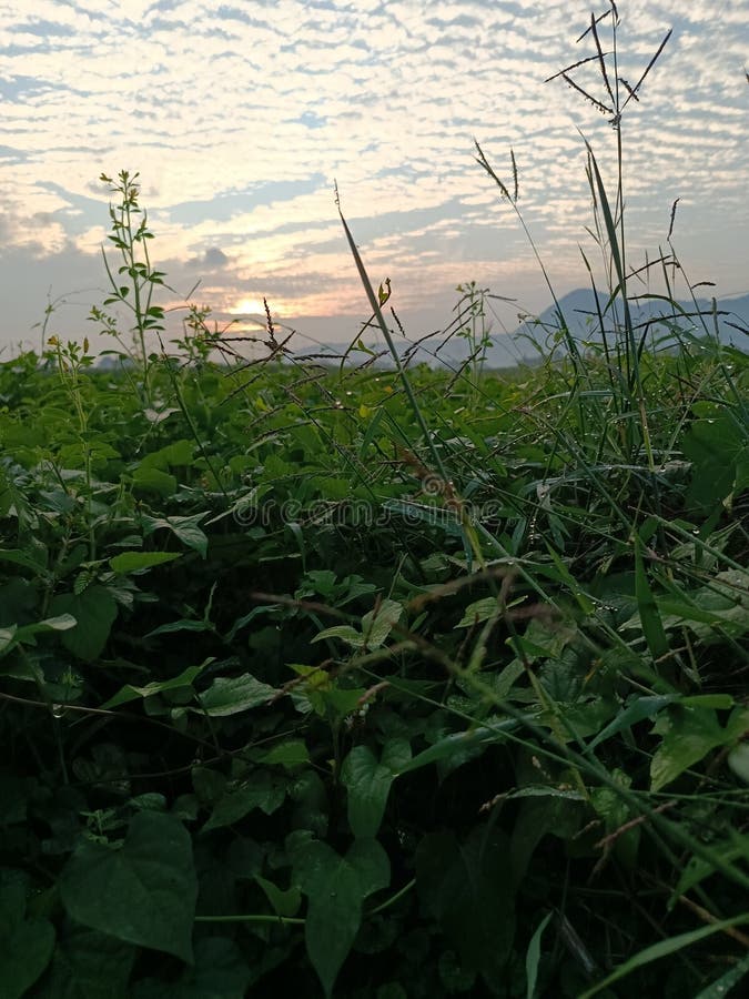 Wild Plants Framing Sunrise Over the Countryside Field Stock Photo ...