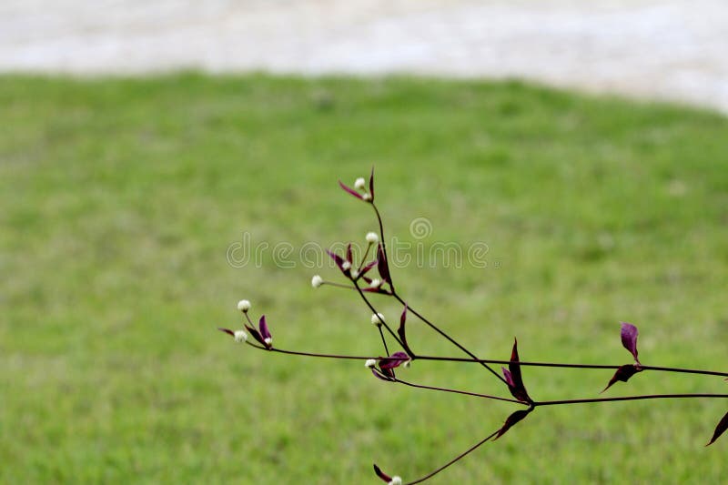 Wild Plants in the Grass Field Stock Photo - Image of field, plant ...