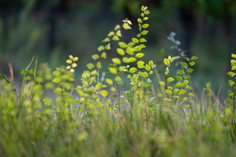 Wild Plants . Green Outdoor Plants Stock Photo - Image of ecology ...