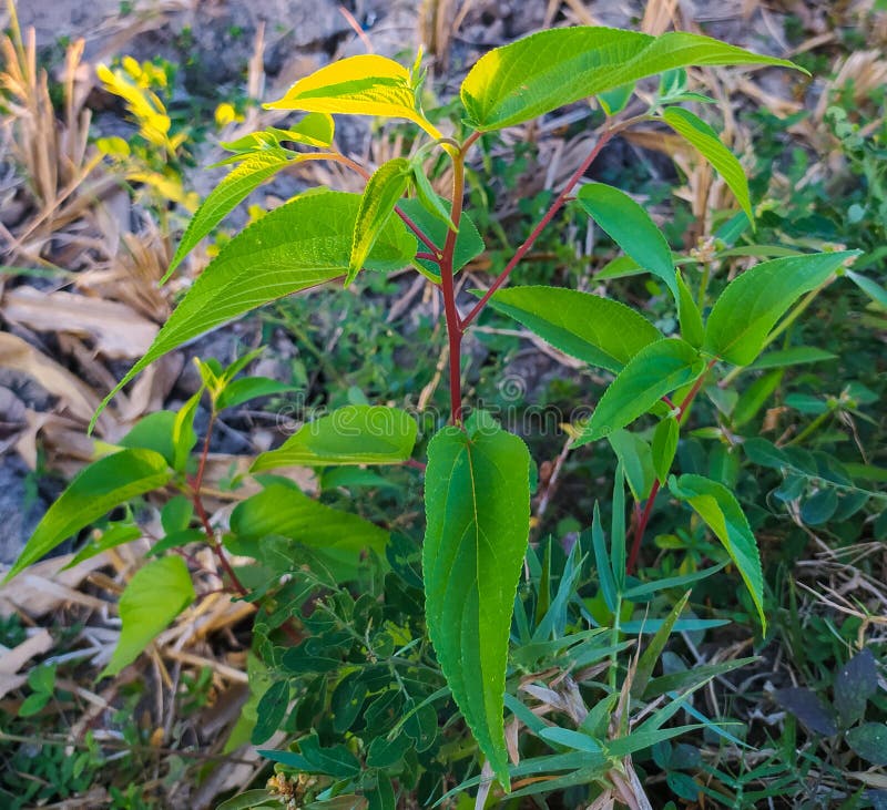 Wild plants stock photo. Image of woodland, jungle, vegetation - 256358482