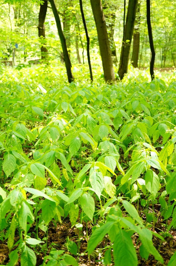 Wild plants stock photo. Image of natural, wild, vegetation - 42030504