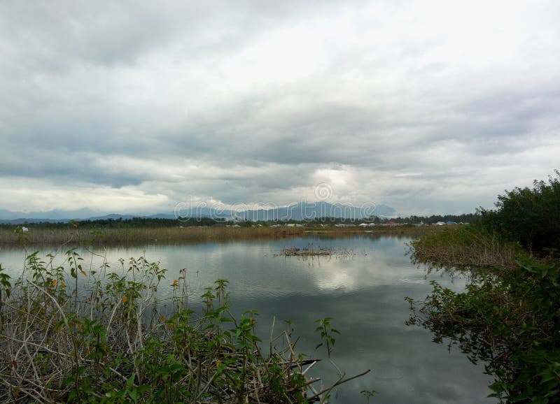 Wild Plants that Grow on the Banks of the River Stock Photo - Image of ...