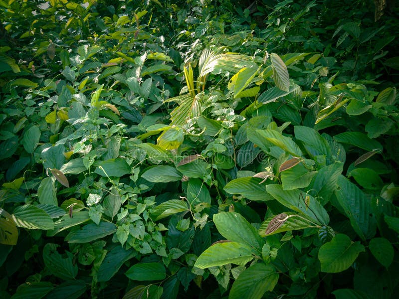Wild Plants that Grow on the Edge of the Borneo Forest Stock Photo ...