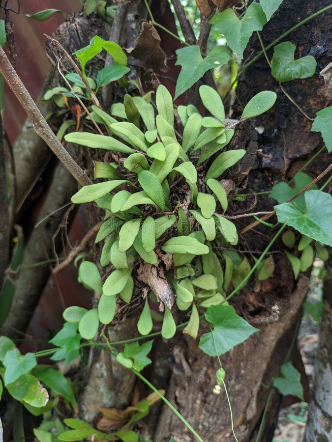 Wild Plants that Grow on Fragile Wood Trees Stock Photo - Image of food ...