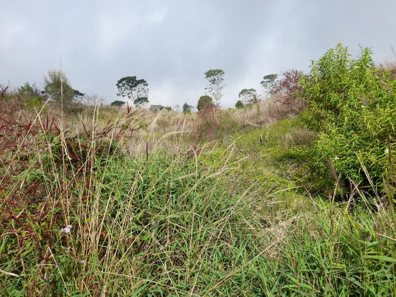 Wild Plants that Grow in the Hills and Fields Stock Photo - Image of ...