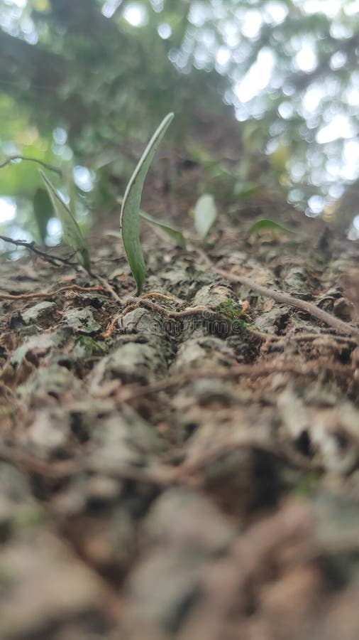 Wild Plants that Grow on Old Tree Trunks Stock Image - Image of green ...