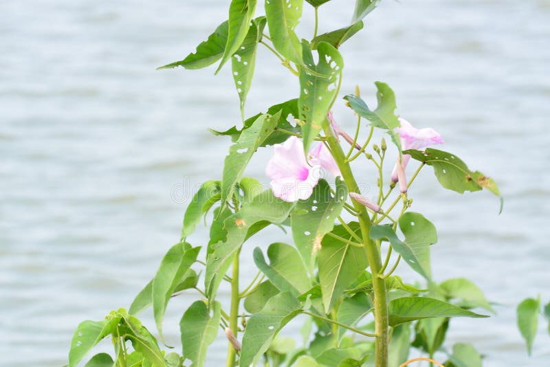 Wild Plants that Grow by the River Have Pink Flowers. Stock Image ...