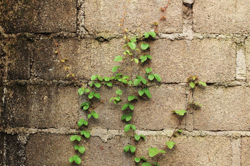 Wild Plants that Grow Vines on the Walls of Buildings. Stock Photo ...