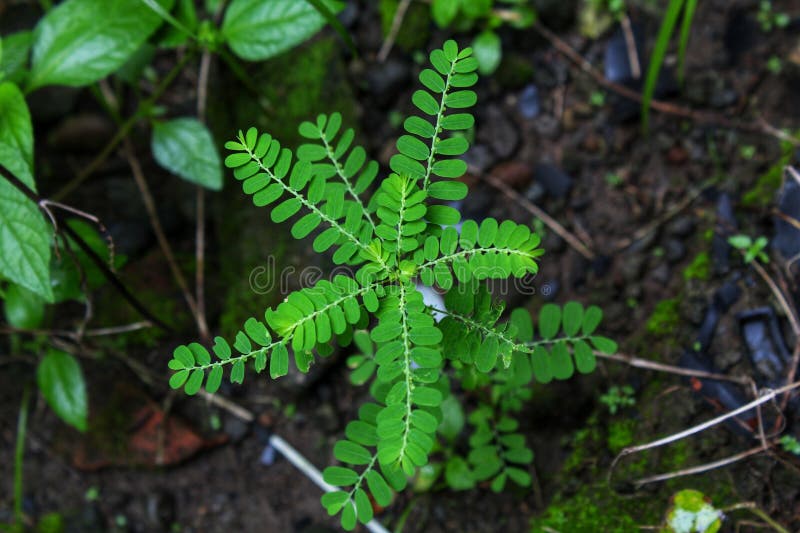 Phyllanthus niruri stock photo. Image of alternative - 306966336