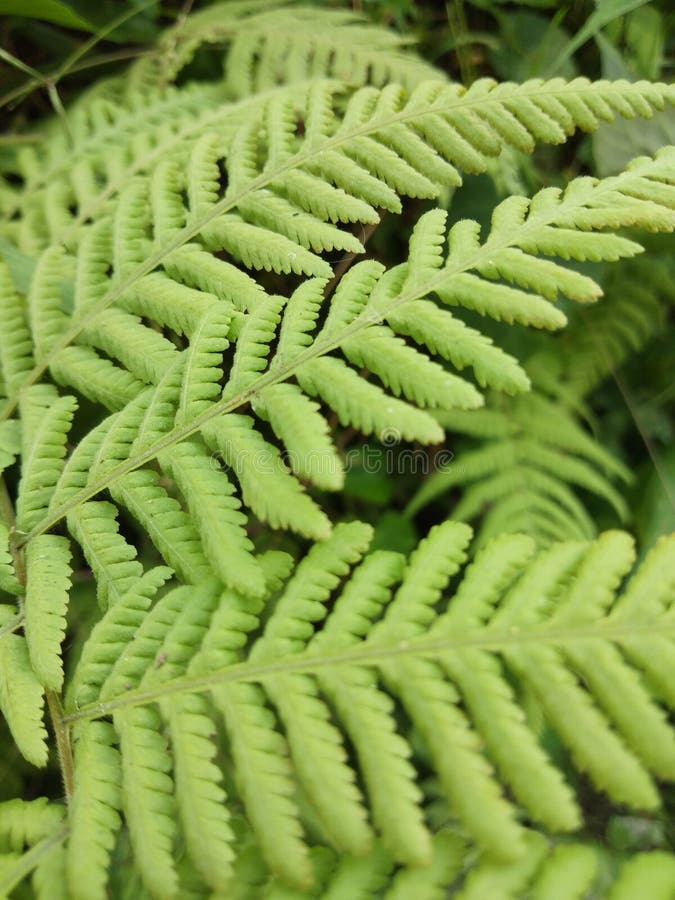 Wild Plants Growing Around Fields or Gardens Stock Image - Image of ...