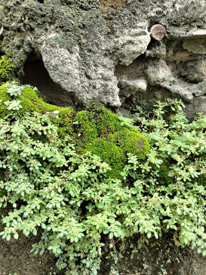 Wild Plants Growing Around the House Stock Image - Image of growing ...