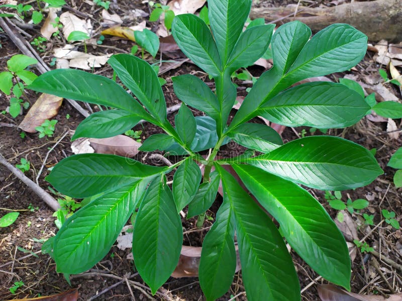 Wild Plants Growing in the Plantation Stock Image - Image of leaf ...