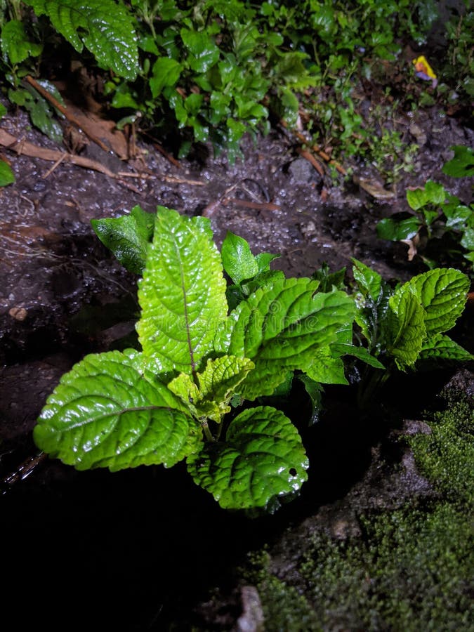 Wild Plants Growing on the Roadside Stock Photo - Image of tree, green ...