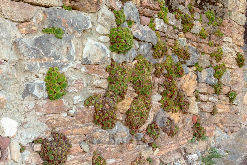 Wild Plants Growing in Stone Wall Stock Photo - Image of gardening ...