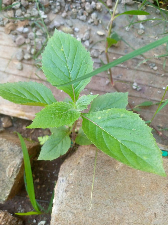 Wild Plants Growing in the Yard Behind the House Stock Image - Image of ...