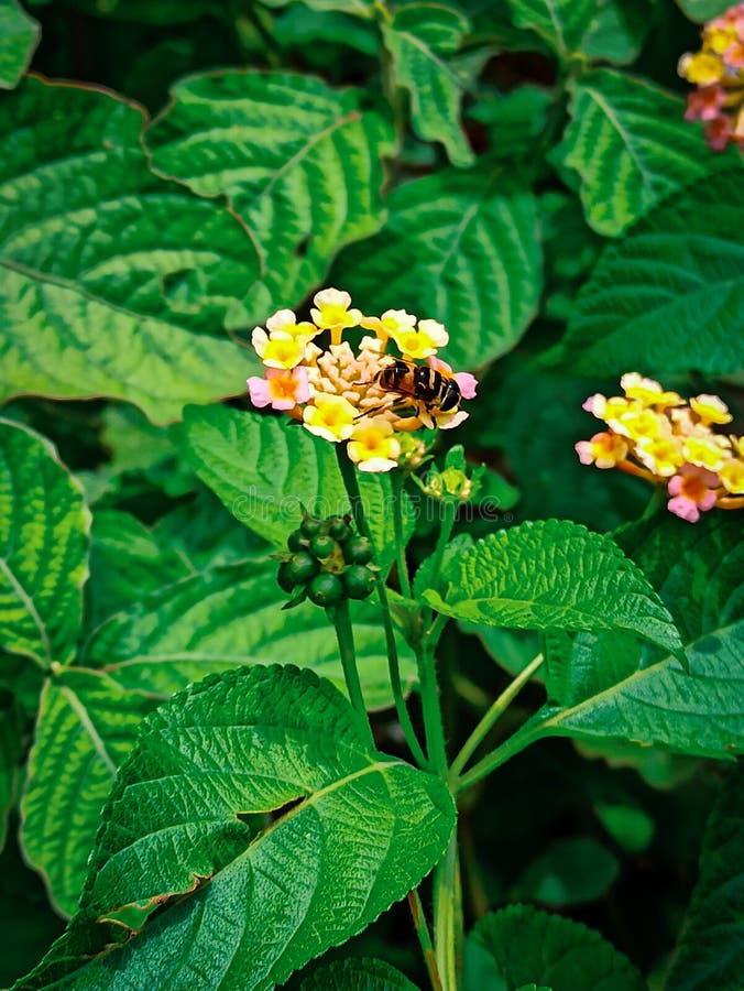 Wild plants with insects stock photo. Image of nature - 230676528