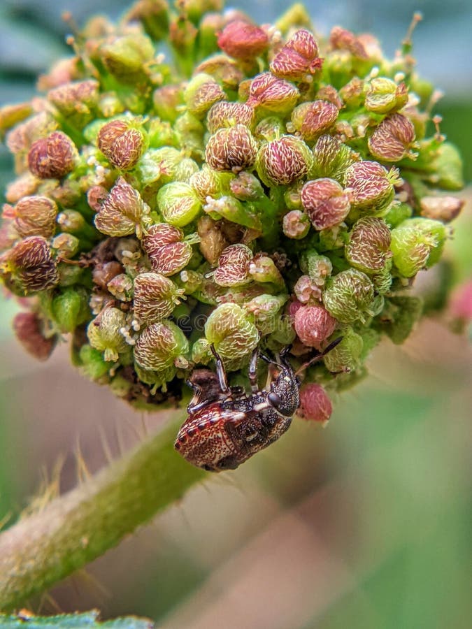 Wild Plants and Insects Make it More Natural Stock Image - Image of ...