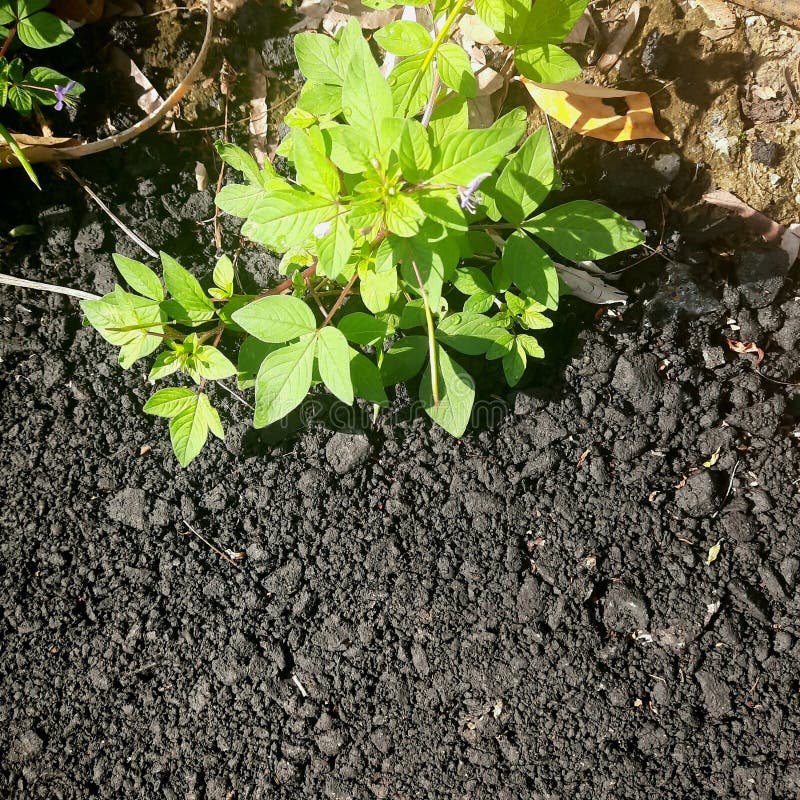 Wild Plants are Plants that Live in the Wild or are Kept in Captivity ...