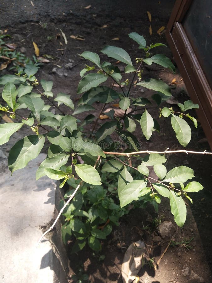 Wild Plants that Live Naturally on the Outer Walls of the House Stock ...