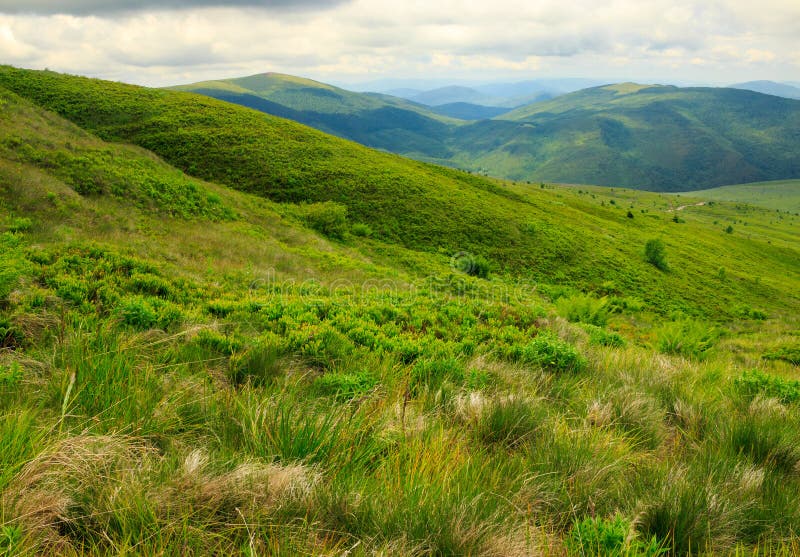 Wild Plants at the Mountain Top Stock Photo - Image of slope, mountain ...