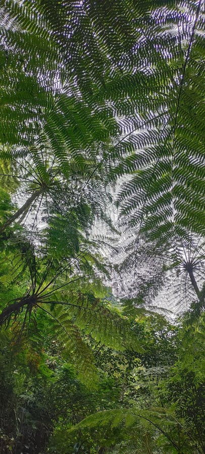 Wild Plants in the Natural Highlands Stock Photo - Image of woodland ...